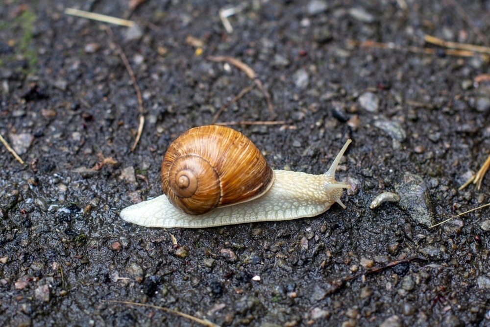 How to avoid snails in the garden - The Secret Garden
