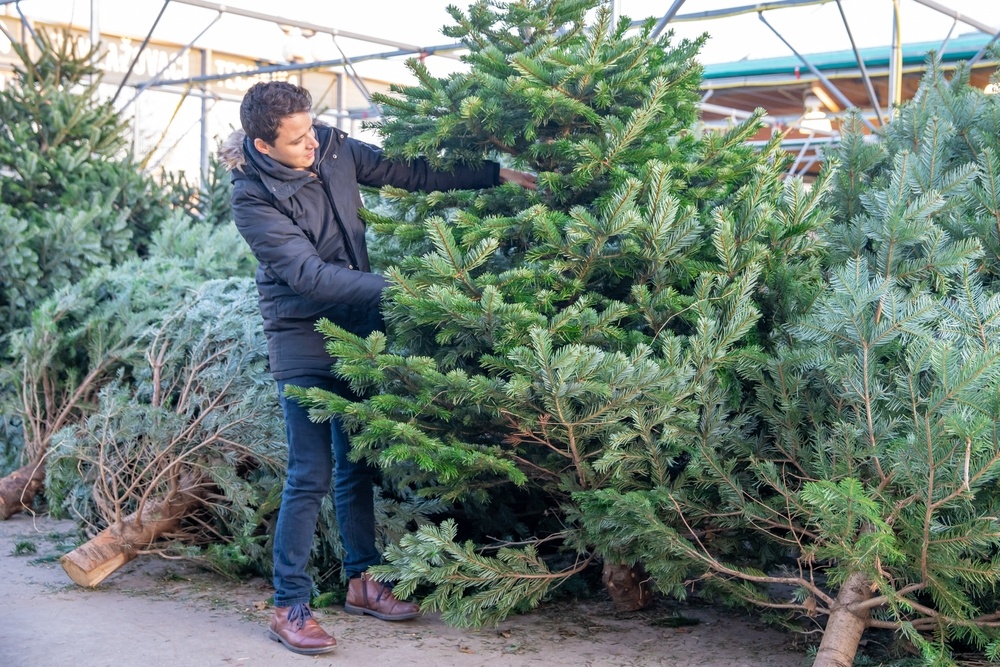 How to choose the right Christmas tree - The Secret Garden