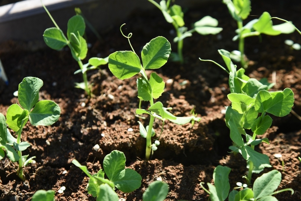 How to grow sweet peas - The Secret Garden